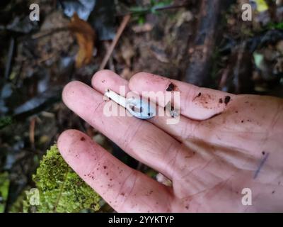 Blue Pouch Fungus (Clavogaster virescens) Fungi Stock Photo - Alamy