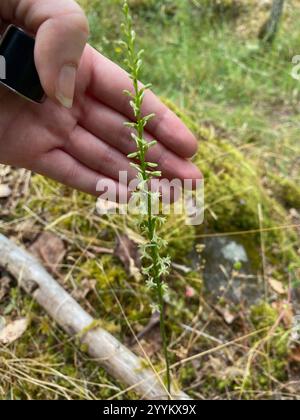 Flat Spurred Piperia (Platanthera transversa Stock Photo - Alamy