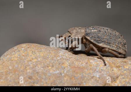 Hide beetle (Omorgus suberosus Stock Photo - Alamy