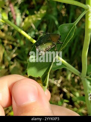 Olive Flower Beetle (Euphoria herbacea) Insecta Stock Photo - Alamy