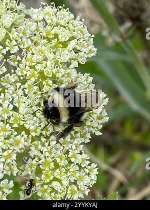 Cryptic Bumble Bee (Bombus cryptarum) Insecta Stock Photo - Alamy