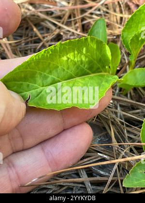 primrose-leaved violet (Viola primulifolia Stock Photo - Alamy