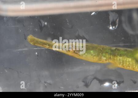 Kelp Pipefish (Syngnathus californiensis Stock Photo - Alamy
