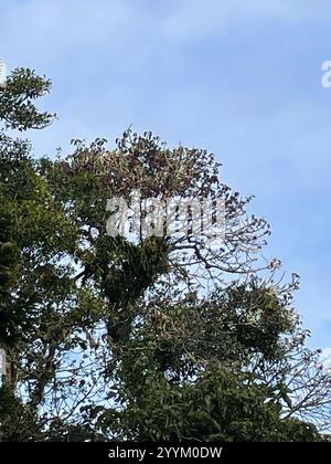 Giant Stinging Tree (Dendrocnide excelsa Stock Photo - Alamy