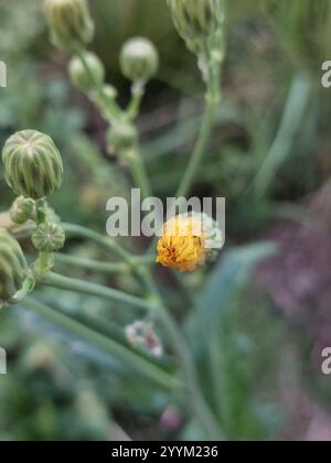 Smooth Field Sowthistle (Sonchus arvensis uliginosus), Plantae, Климово ...