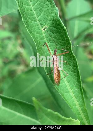 Ringed Horn Assassin Bug (Rocconota annulicornis Stock Photo - Alamy