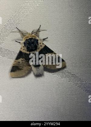 Modest Furcula Moth (Furcula modesta Stock Photo - Alamy