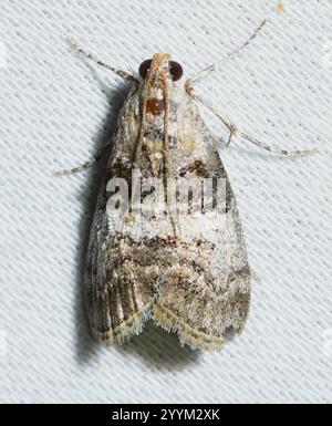Maple Webworm Moth (Pococera asperatella Stock Photo - Alamy