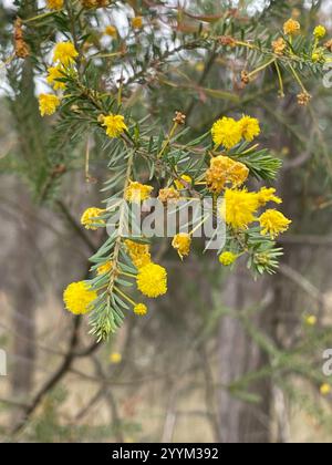 Crowded-leaf Wattle (Acacia conferta Stock Photo - Alamy