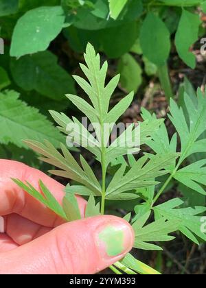 Gray's Lovage (Ligusticum grayi Stock Photo - Alamy