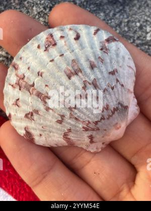 Atlantic Calico Scallop (Argopecten gibbus Stock Photo - Alamy