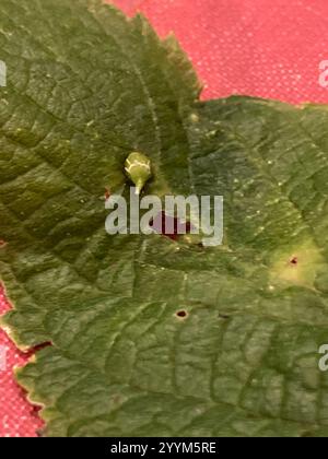 Hackberry Thorn Gall Midge (Celticecis spiniformis) galls on the ...
