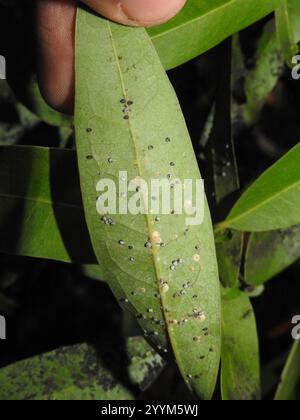 Greedy scale (Hemiberlesia rapax Stock Photo - Alamy