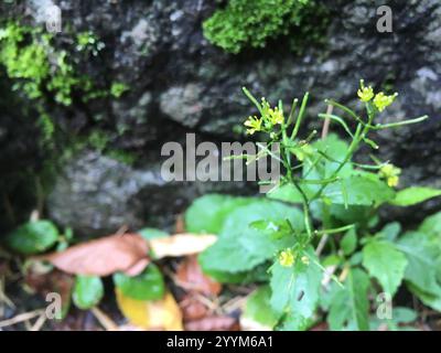 Diverse-leaf Yellowcress (Rorippa indica Stock Photo - Alamy