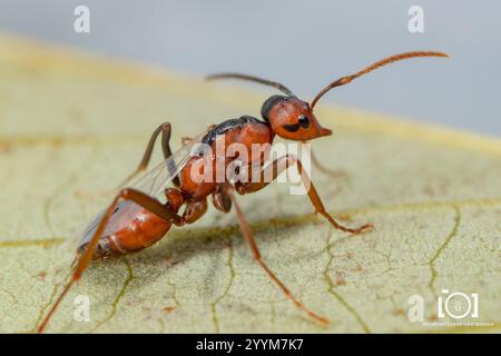 Long-horned Amazon Ant (Polyergus longicornis Stock Photo - Alamy