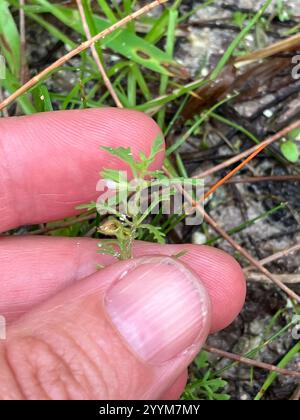 Obi-Wan conobea (Leucospora multifida Stock Photo - Alamy