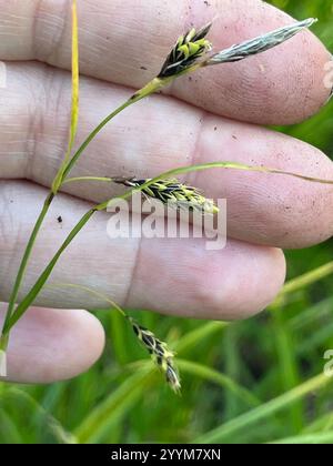 Alaska Large Awn Sedge (Carex macrochaeta Stock Photo - Alamy