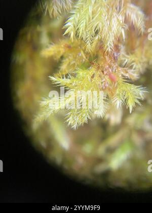 Mouse-tail Moss (Pseudisothecium myosuroides), Plantae, Lugo, Spain, On granite bouder, 430m alt ...
