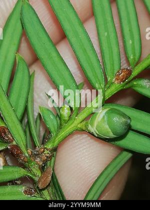 Fletcher Scale (Parthenolecanium fletcheri Stock Photo - Alamy