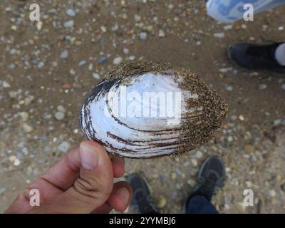 Pink Heelsplitter (Potamilus alatus Stock Photo - Alamy