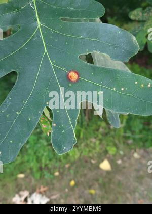 Hedgehog Gall Wasp (Acraspis erinacei Stock Photo - Alamy