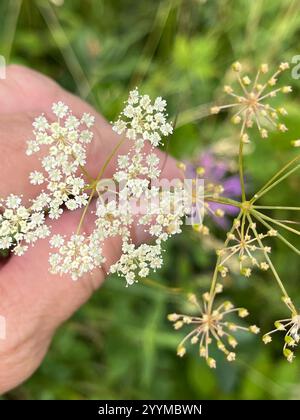 Gairdner's Yampah (Perideridia gairdneri Stock Photo - Alamy