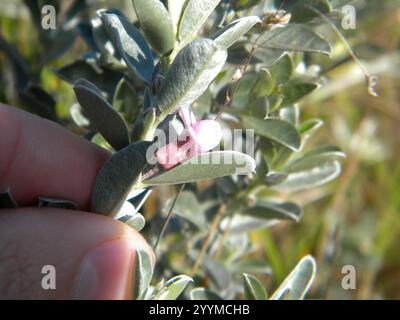 Satin bush (Podalyria sericea Stock Photo - Alamy