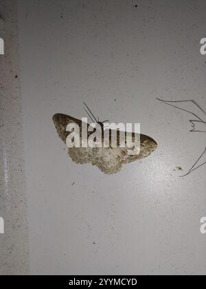 Unadorned Carpet Moth (Hydrelia inornata) Insecta Stock Photo - Alamy