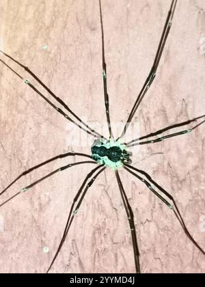 Saddleback Harvestman (Mitopus morio Stock Photo - Alamy