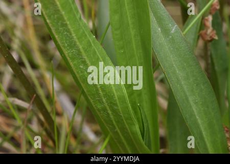 Alaska Plantain (Plantago macrocarpa Stock Photo - Alamy