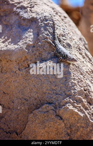 Lizard sitting on a large stone and basking in the sun, New Jersey ...