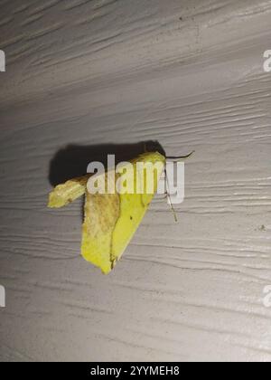 Sharp-lined Yellow (Sicya macularia Stock Photo - Alamy