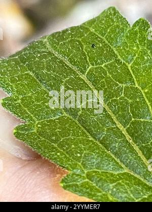 white boneset (Eupatorium album Stock Photo - Alamy