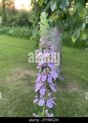 marsh hedge nettle (Stachys hispida), Plantae, Nantahala National ...
