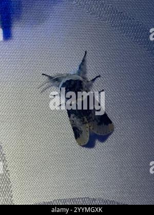 Modest Furcula Moth (Furcula modesta Stock Photo - Alamy