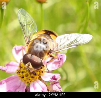 Stripe-winged Drone Fly (Eristalis horticola Stock Photo - Alamy