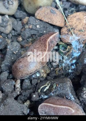 Spotted Keeled Slug (Tandonia rustica Stock Photo - Alamy