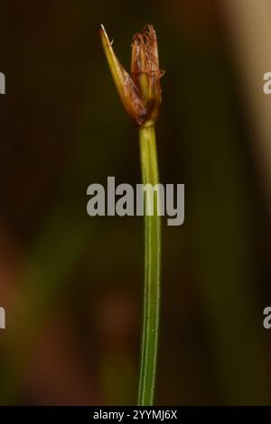 Tufted Bulrush (Trichophorum cespitosum Stock Photo - Alamy