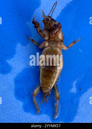 Southern Mole Cricket (Neoscapteriscus borellii Stock Photo - Alamy