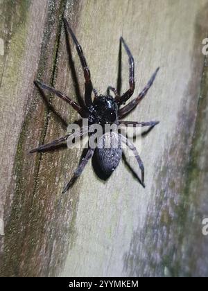 Grey House Spider (Badumna longinqua Stock Photo - Alamy