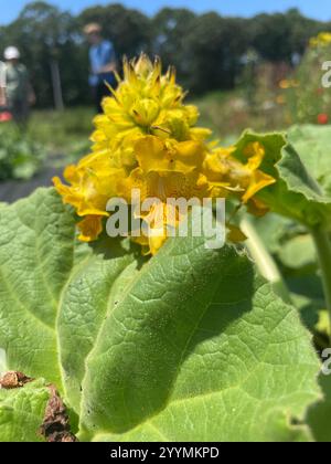 Yellow Unicorn-plant (Ibicella lutea) Plantae Stock Photo - Alamy