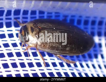 Cosmopolitan Diving Beetle (Rhantus suturalis Stock Photo - Alamy