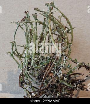 Smooth Pixie Lichen (Cladonia gracilis gracilis) Fungi Stock Photo - Alamy
