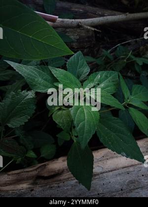 three-seeded mercuries (Acalypha Stock Photo - Alamy