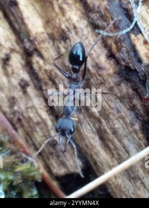 Gulosa-group Bull Ants (Myrmecia gulosa Stock Photo - Alamy