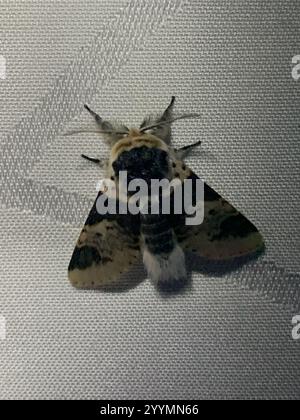 Modest Furcula Moth (Furcula modesta Stock Photo - Alamy