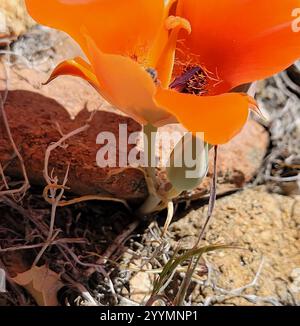 desert mariposa lily (Calochortus kennedyi Stock Photo - Alamy