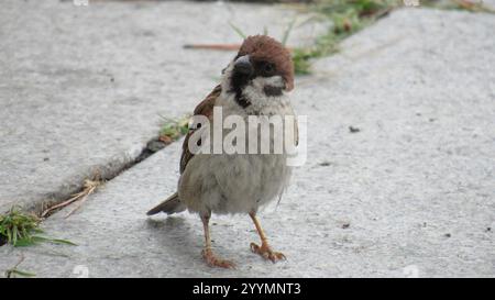 (Passer montanus dybowskii Stock Photo - Alamy