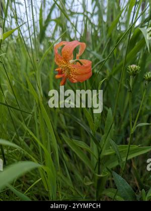 shasta lily (Lilium pardalinum shastense Stock Photo - Alamy