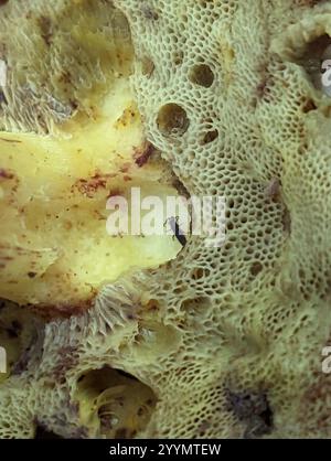 Smoothish-stemmed bolete (Hemileccinum subglabripes), Fungi, Fritz Cove ...